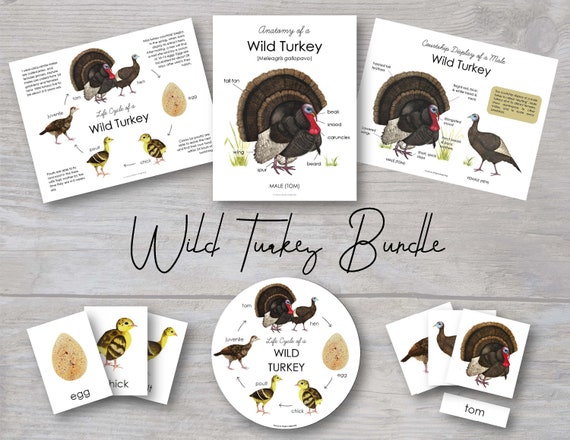 Wild Turkey Bundle Homeschool Printable Nature Study - Etsy