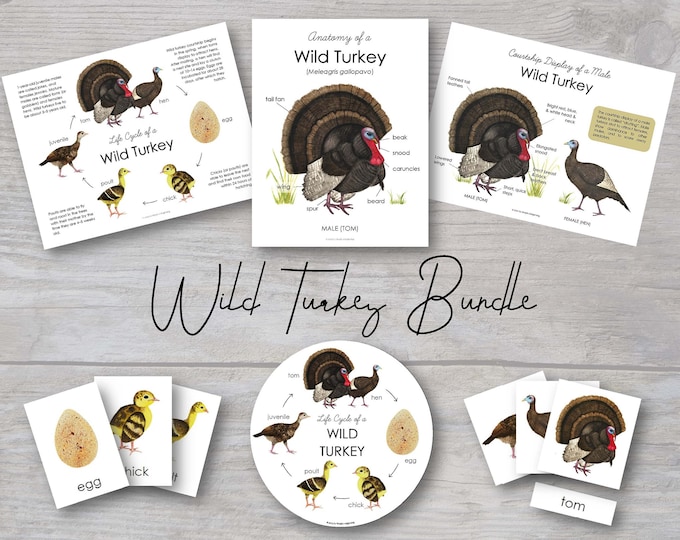 American Robin Life Cycle Pack | Homeschool Printable | 3-part Cards ...