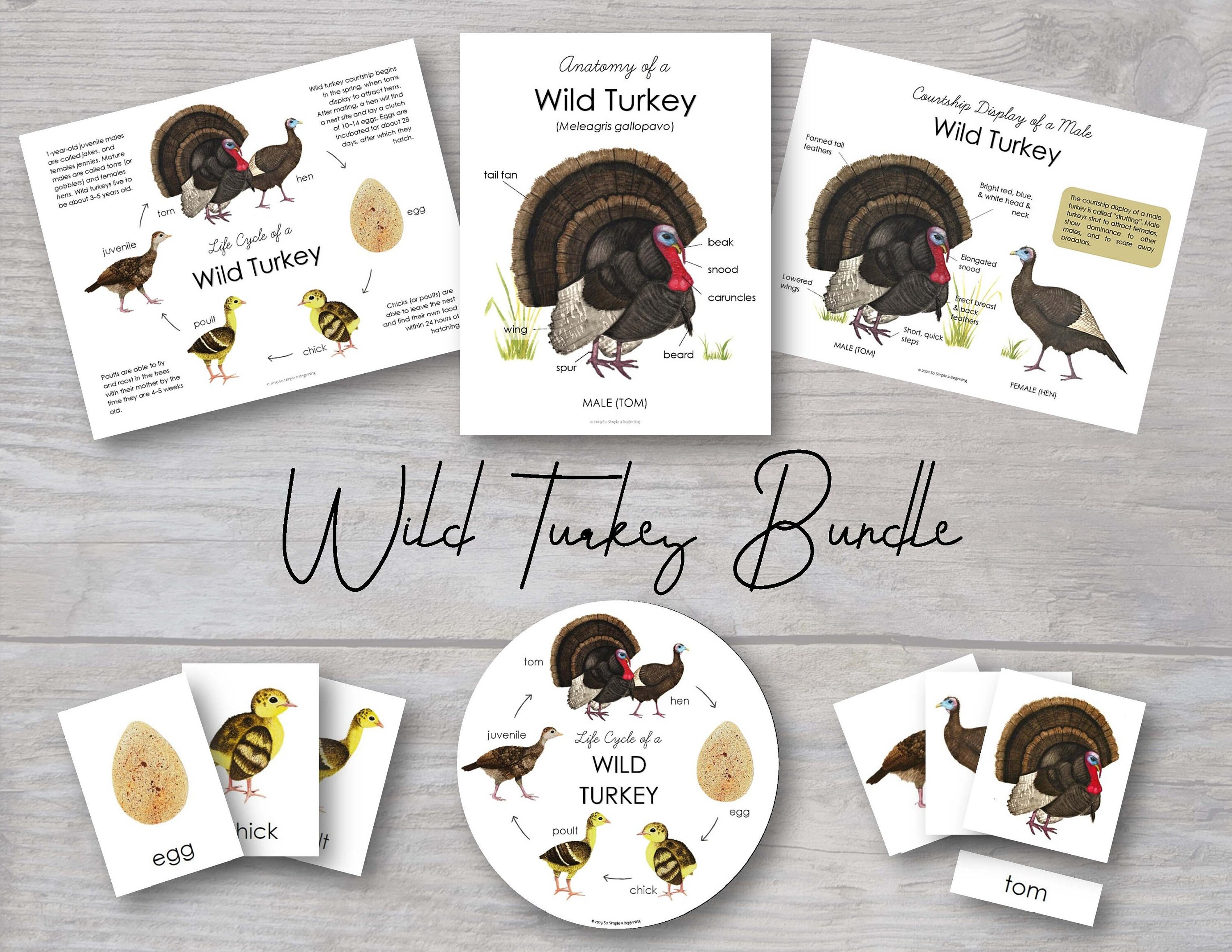 Wild Turkey Bundle Homeschool Printable Nature Study - Etsy