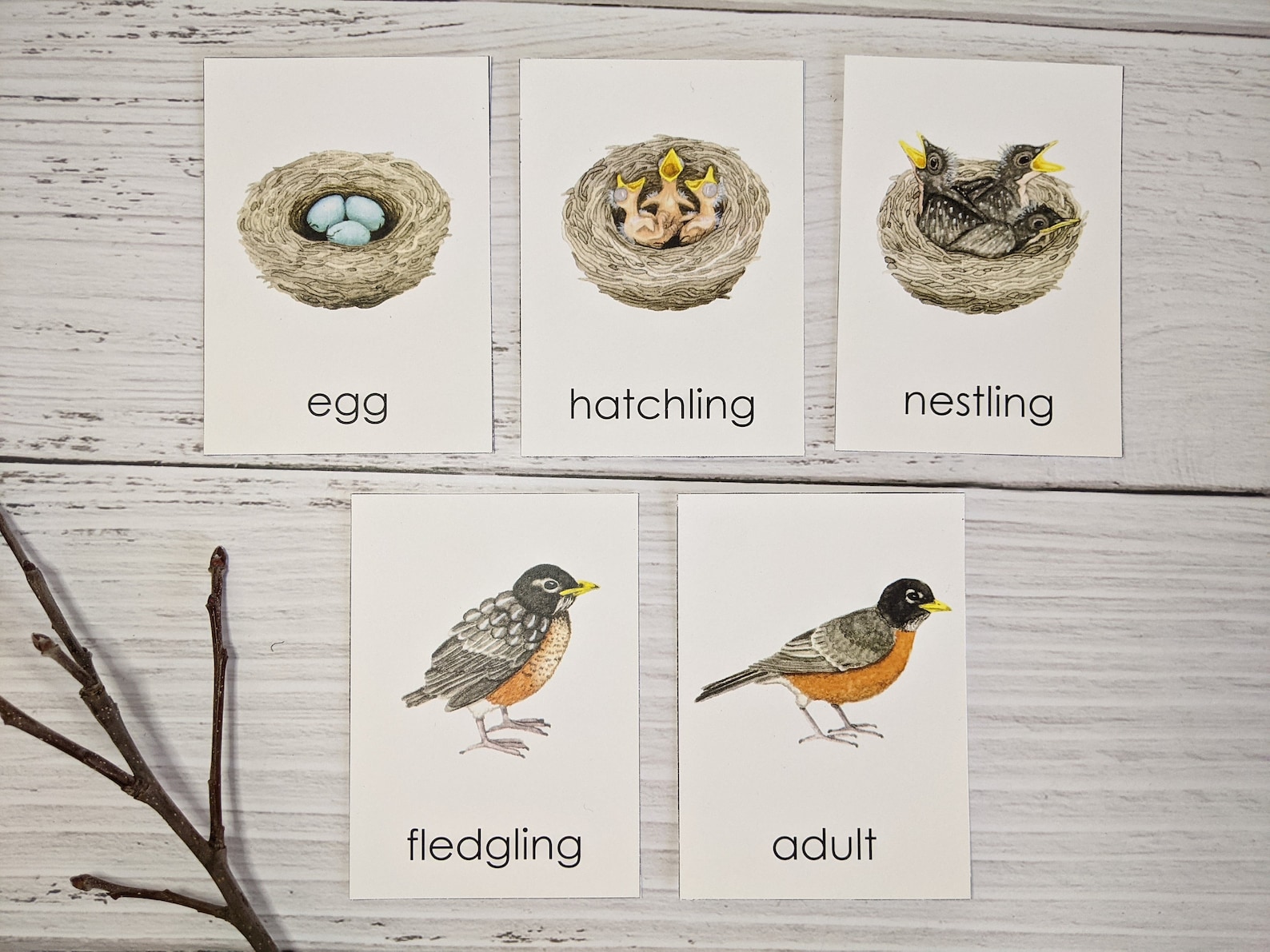 American Robin Life Cycle Pack Homeschool Printable 3-part - Etsy