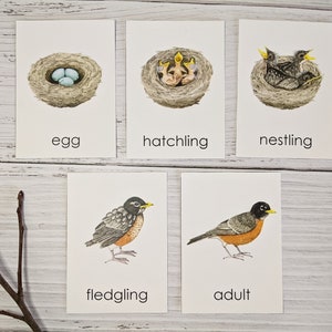 American Robin Life Cycle Pack | Homeschool Printable | 3-part Cards ...