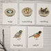 American Robin Life Cycle Pack Homeschool Printable 3-part Cards Nature ...