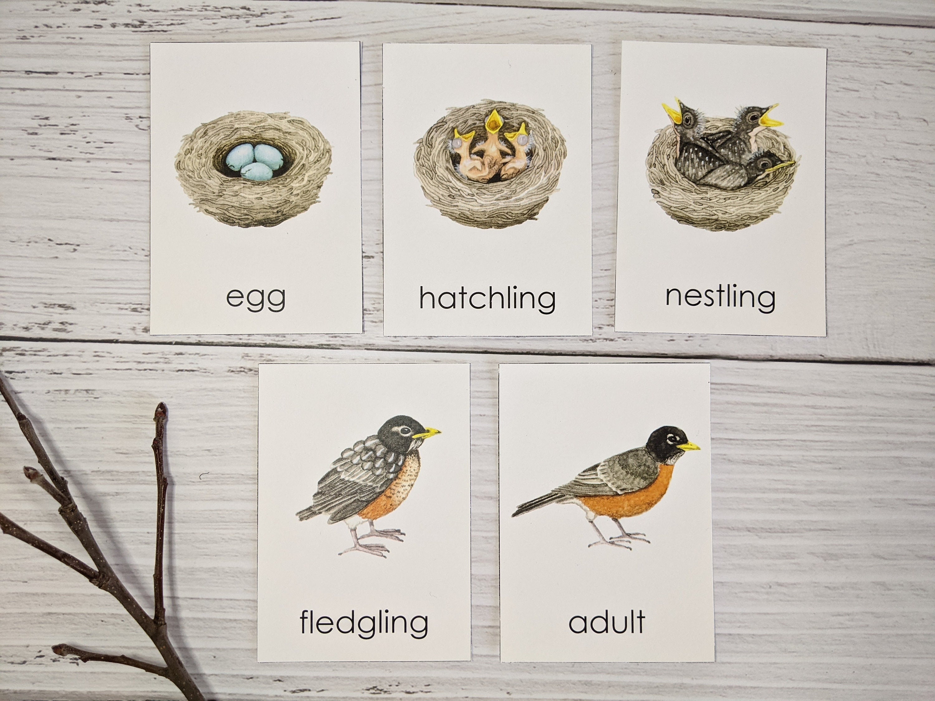 American Robin Life Cycle Pack | Homeschool Printable | 3-part Cards ...