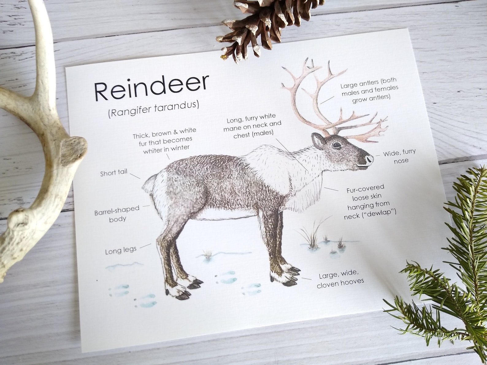 Reindeer caribou Anatomy Pack Homeschool Printable - Etsy