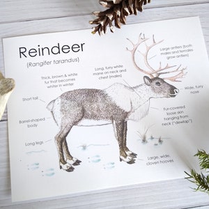 Reindeer (caribou) Anatomy Pack | Homeschool Printable | Nature Study ...