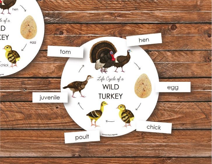 Wild Turkey Life Cycle Pack | Homeschool Printable | Nature Study - Etsy