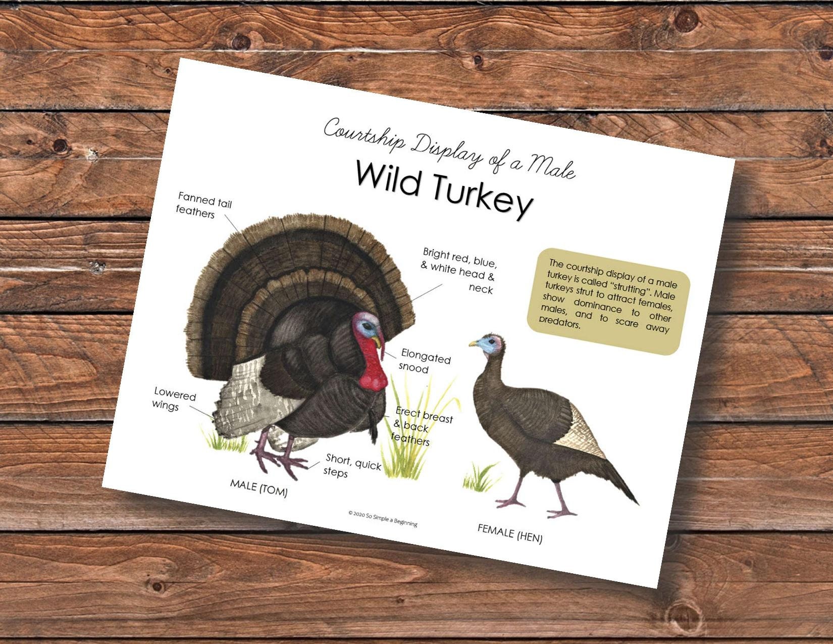 Wild Turkey Bundle Homeschool Printable Nature Study - Etsy