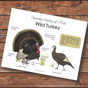 Wild Turkey Anatomy Pack | Homeschool Printable | Nature Study - Etsy