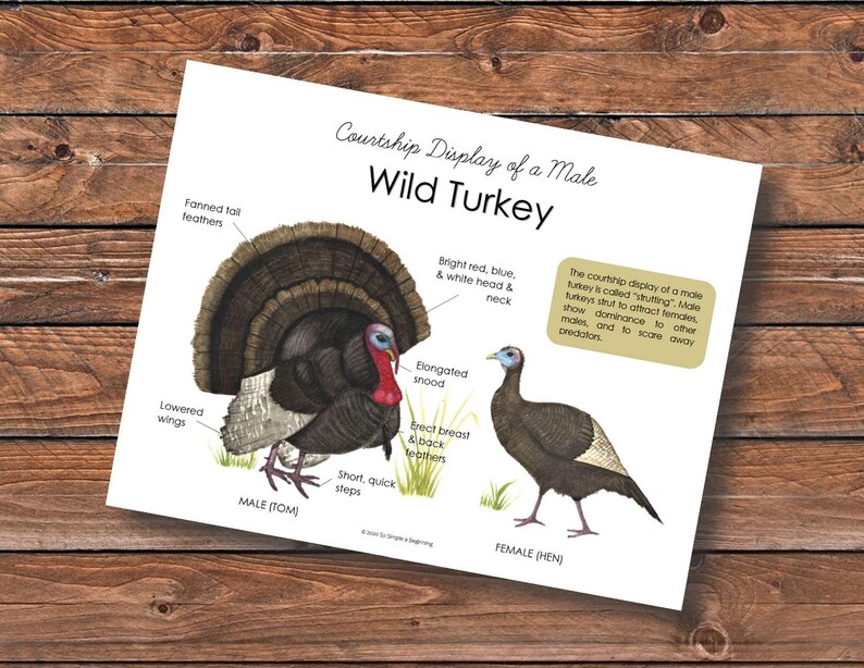 Wild Turkey Anatomy Pack Homeschool Printable Nature Study | Etsy