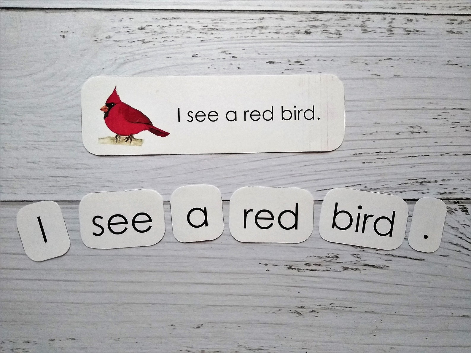 Northern Cardinal Anatomy Pack | Homeschool Printable | Nature Study - Etsy