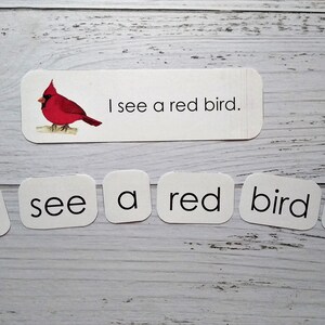 Northern Cardinal Anatomy Pack | Homeschool Printable | Nature Study - Etsy