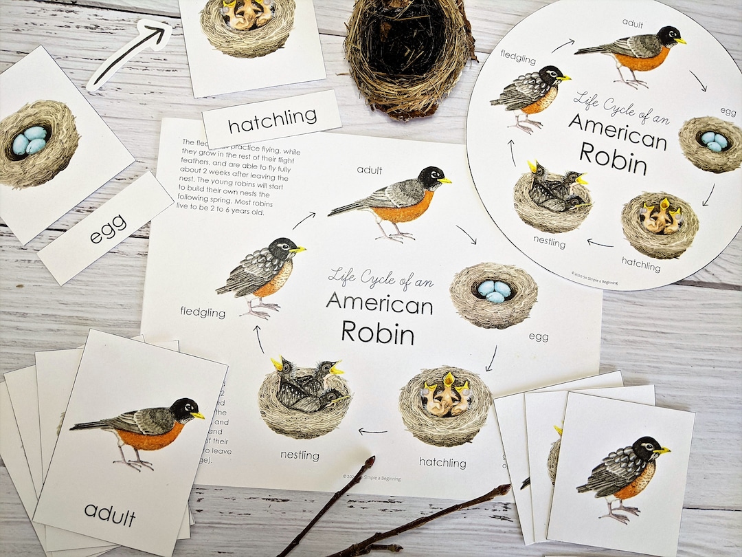 American Robin Life Cycle Pack | Homeschool Printable | 3-part Cards ...