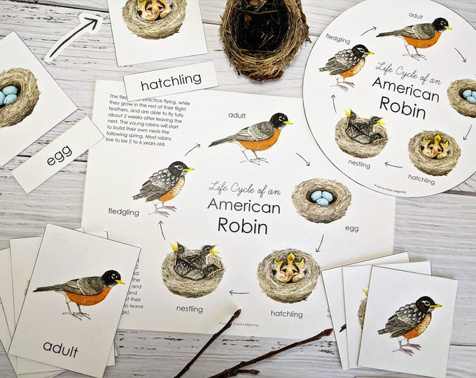 American Robin Life Cycle Pack Homeschool Printable 3-part Cards Nature ...
