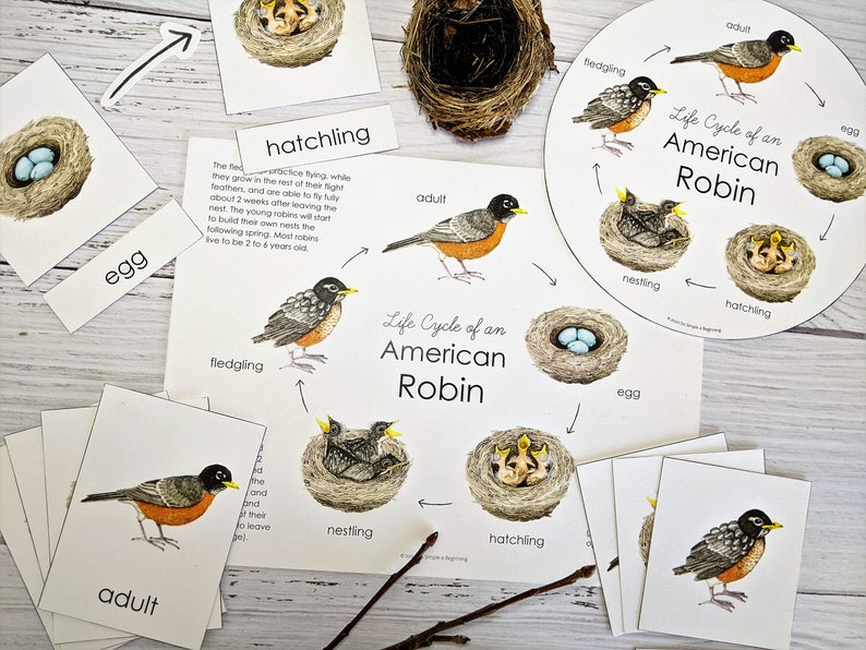 American Robin Life Cycle Pack Homeschool Printable 3-part - Etsy