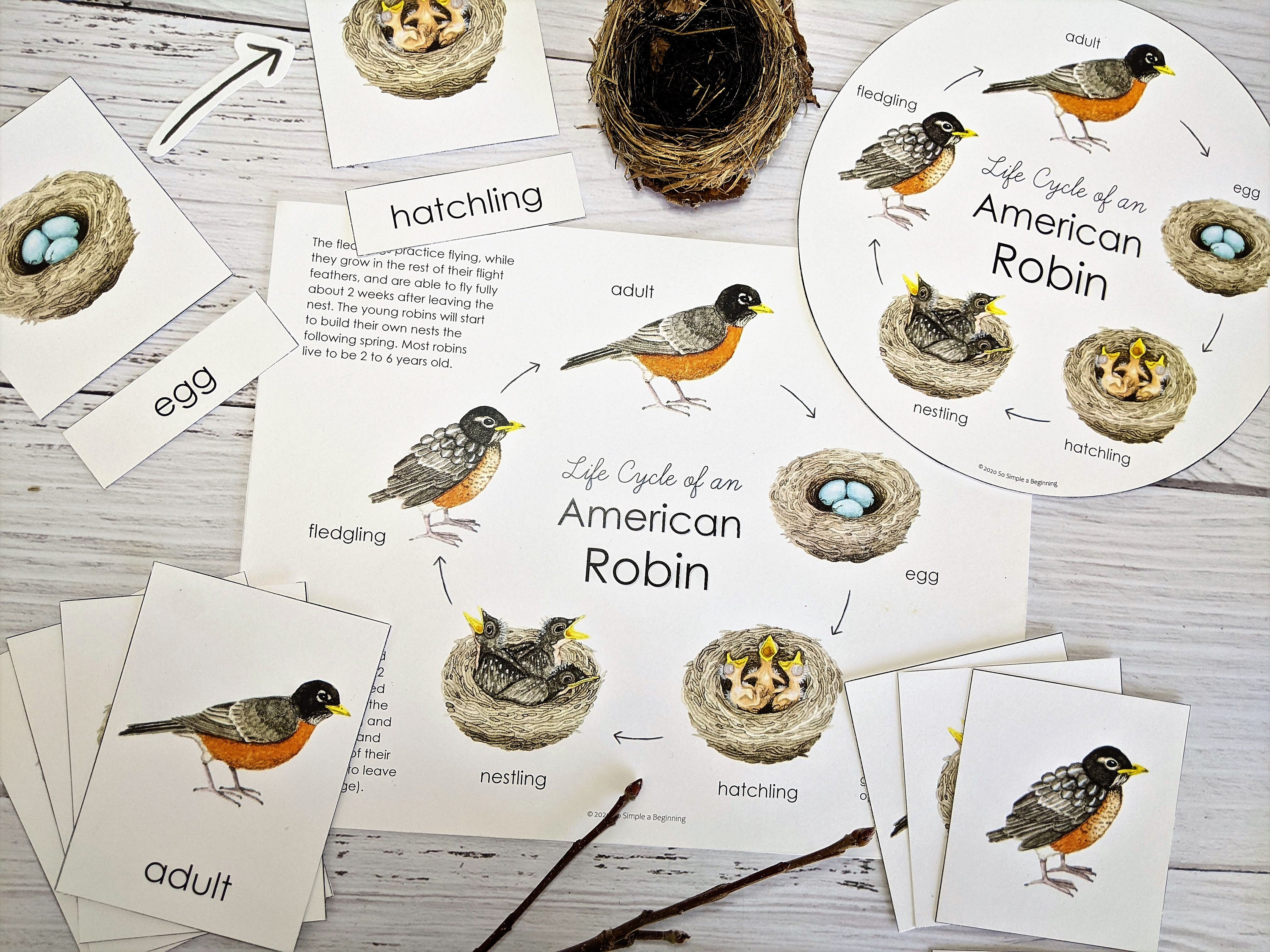 Paquete de ciclo de vida de American Robin / Imprimible en - Etsy España