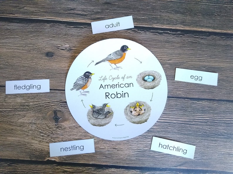 American Robin Life Cycle Pack Homeschool Printable 3-Part | Etsy