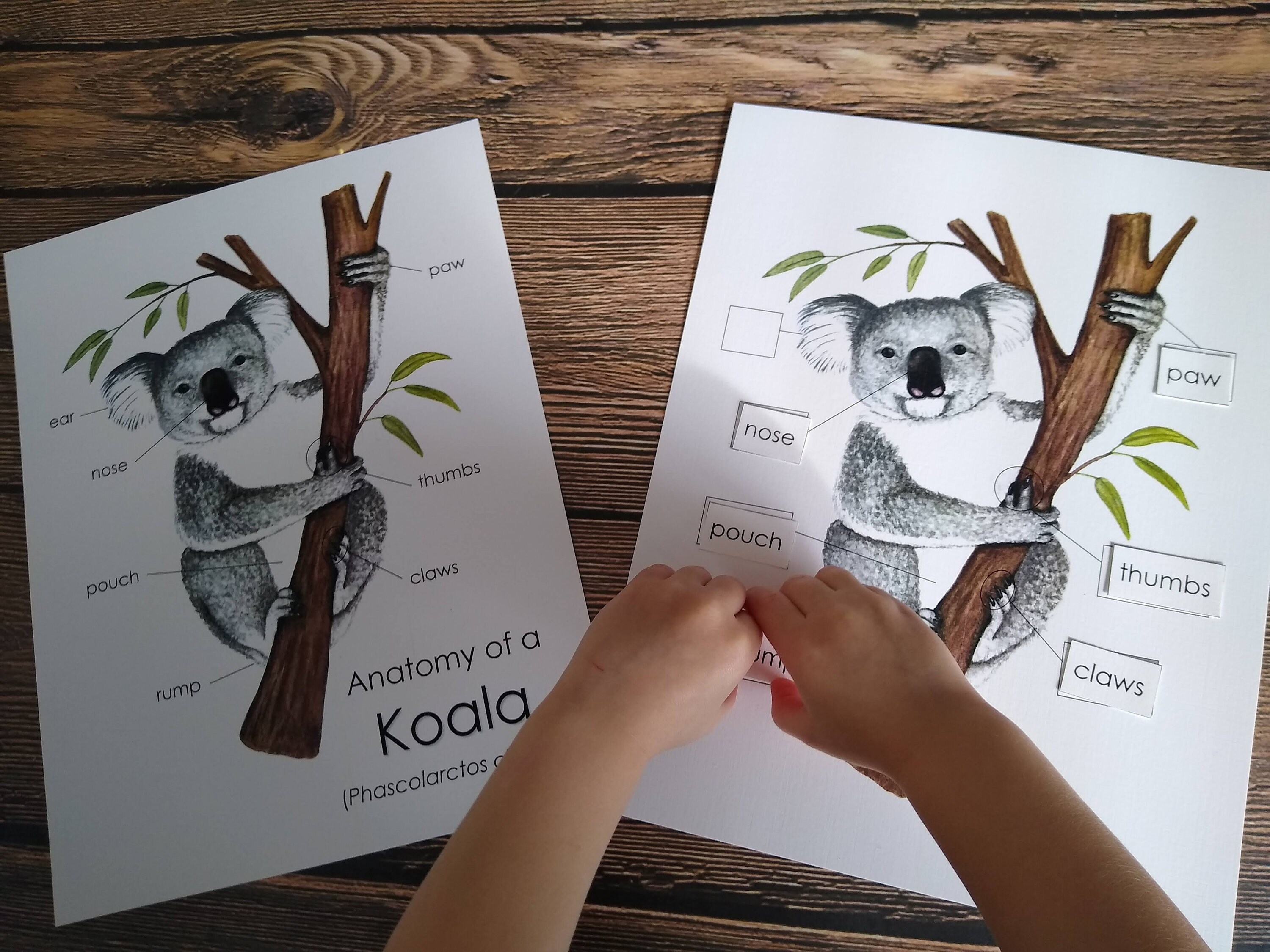 Koala Anatomy Pack Homeschool Printable Nature Study - Etsy UK