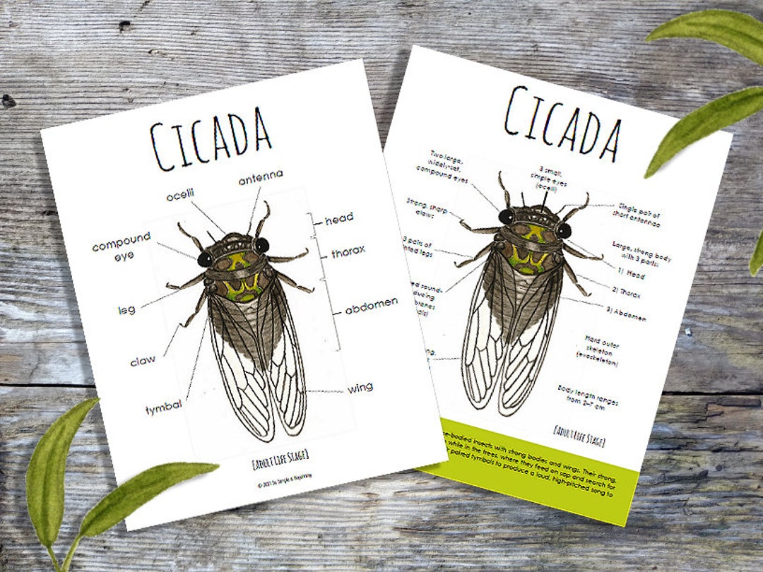 Cicadas Anatomy