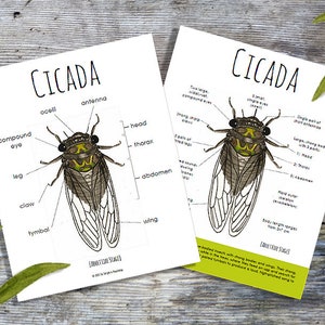 Cicada Anatomy Pack | Homeschool Printable | Nature Study - Etsy