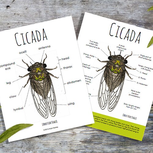 Cicada Anatomy Pack Homeschool Printable Nature Study - Etsy