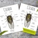 Cicada Anatomy Pack | Homeschool Printable | Nature Study - Etsy