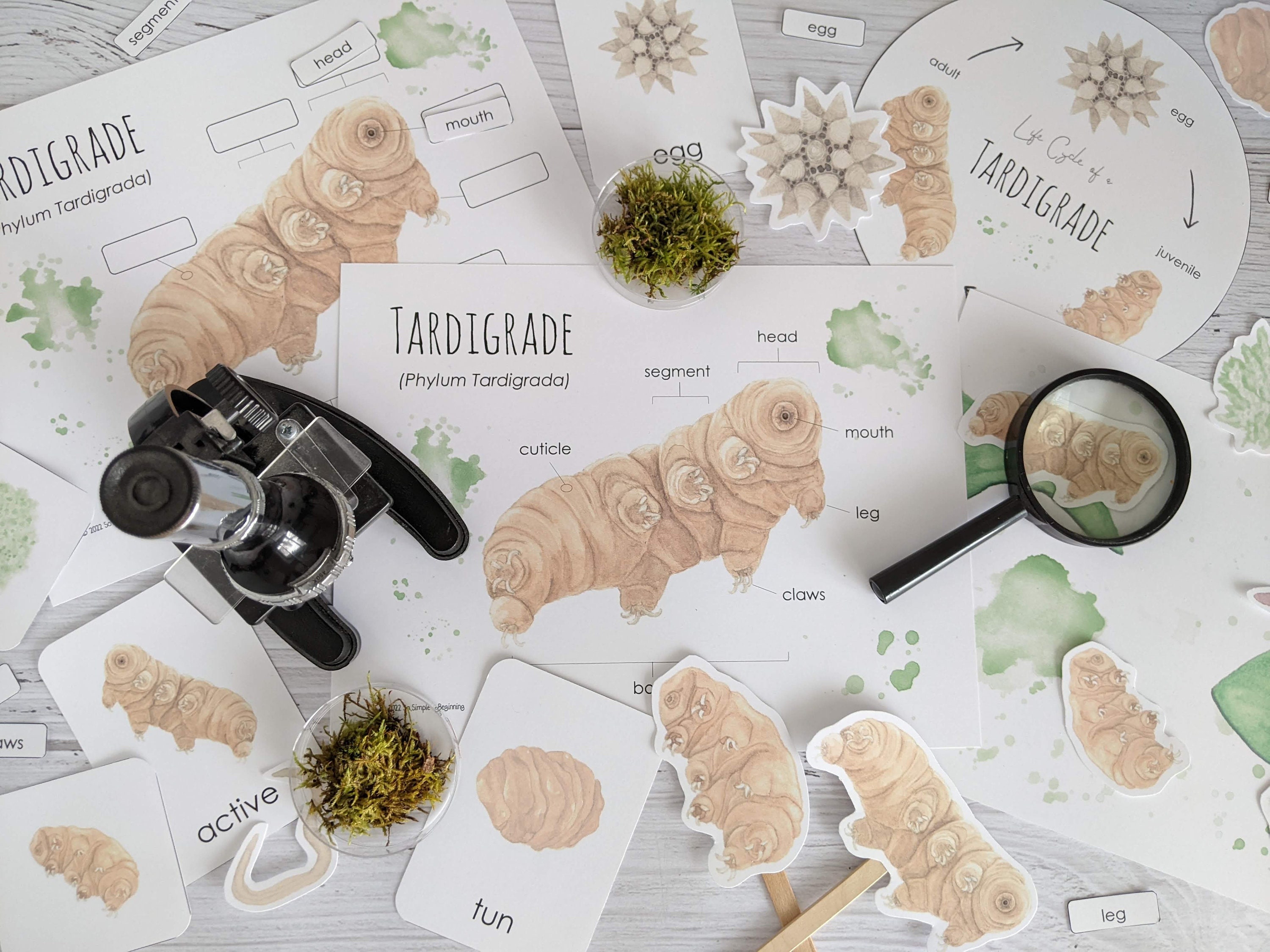 Tardigrade Nature Study | Homeschool Printable | Science - Etsy
