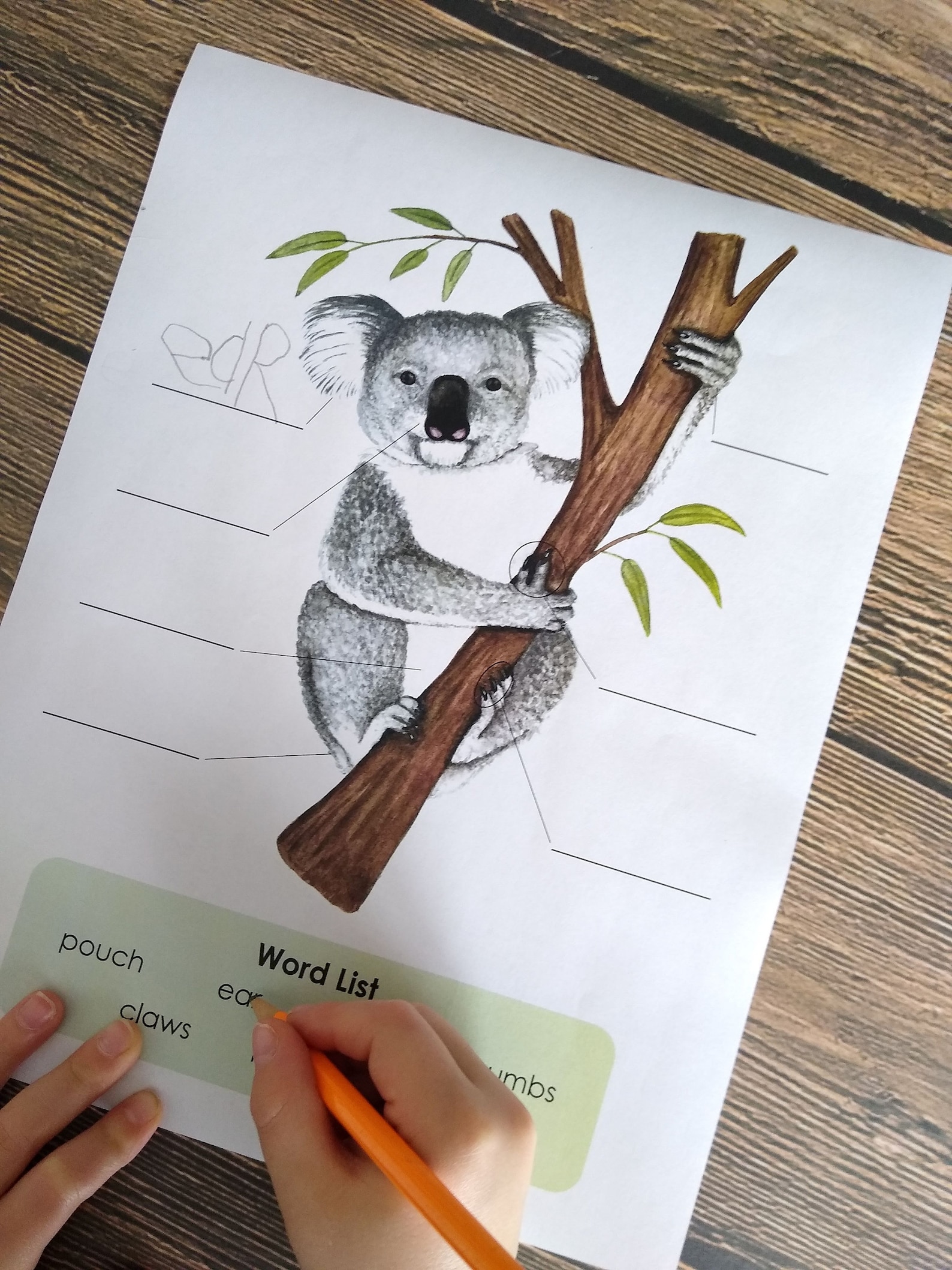 Koala Anatomy Pack Homeschool Printable Nature Study - Etsy UK