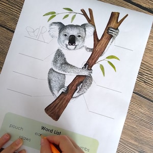 Koala Anatomy Pack | Homeschool Printable | Nature Study - Etsy