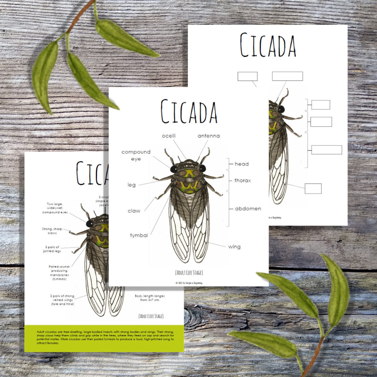 Cicada Anatomy Pack | Homeschool Printable | Nature Study - Etsy