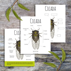 Cicada Anatomy Pack | Homeschool Printable | Nature Study - Etsy
