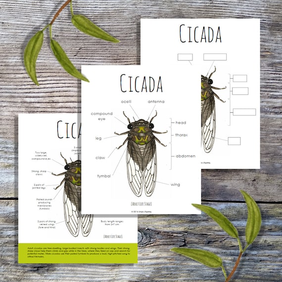 Cicadas Anatomy