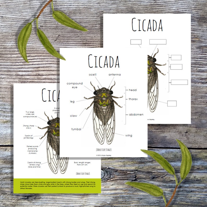 Cicada Anatomy Pack | Homeschool Printable | Nature Study - Etsy