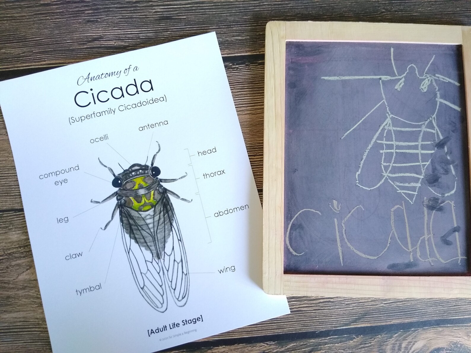 Cicada Anatomy Pack Homeschool Printable Nature Study | Etsy