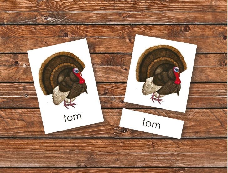 Wild Turkey Bundle Homeschool Printable Nature Study - Etsy