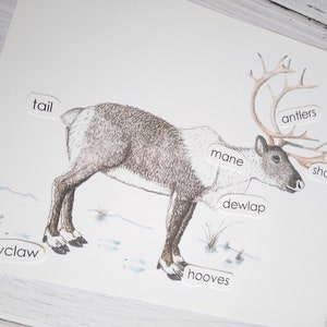 Reindeer (caribou) Anatomy Pack | Homeschool Printable | Nature Study ...