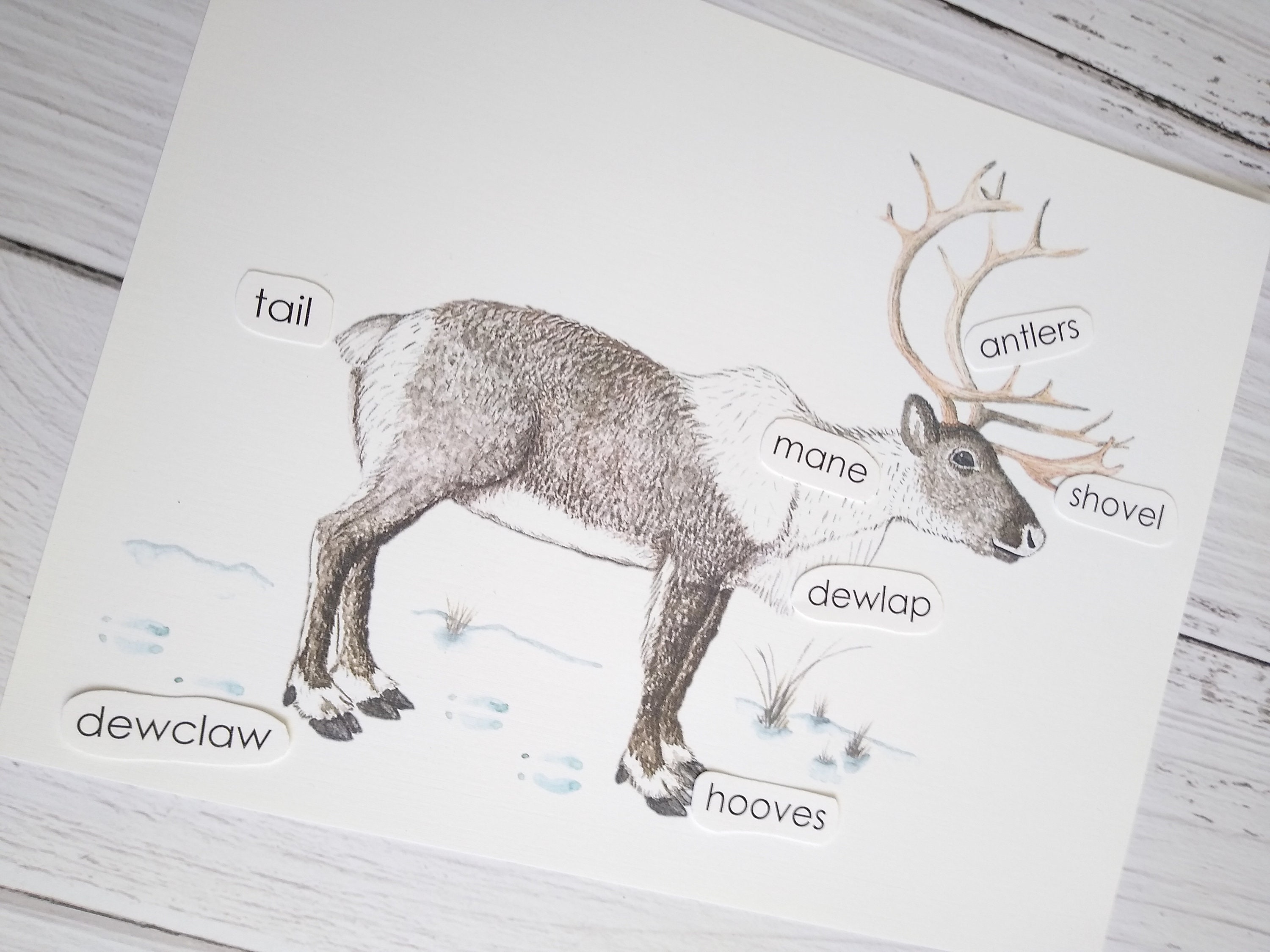 Reindeer caribou Anatomy Pack Homeschool Printable - Etsy