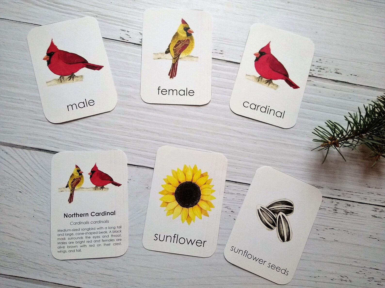 Northern Cardinal Anatomy Pack Homeschool Printable Nature - Etsy