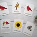 Northern Cardinal Anatomy Pack | Homeschool Printable | Nature Study - Etsy