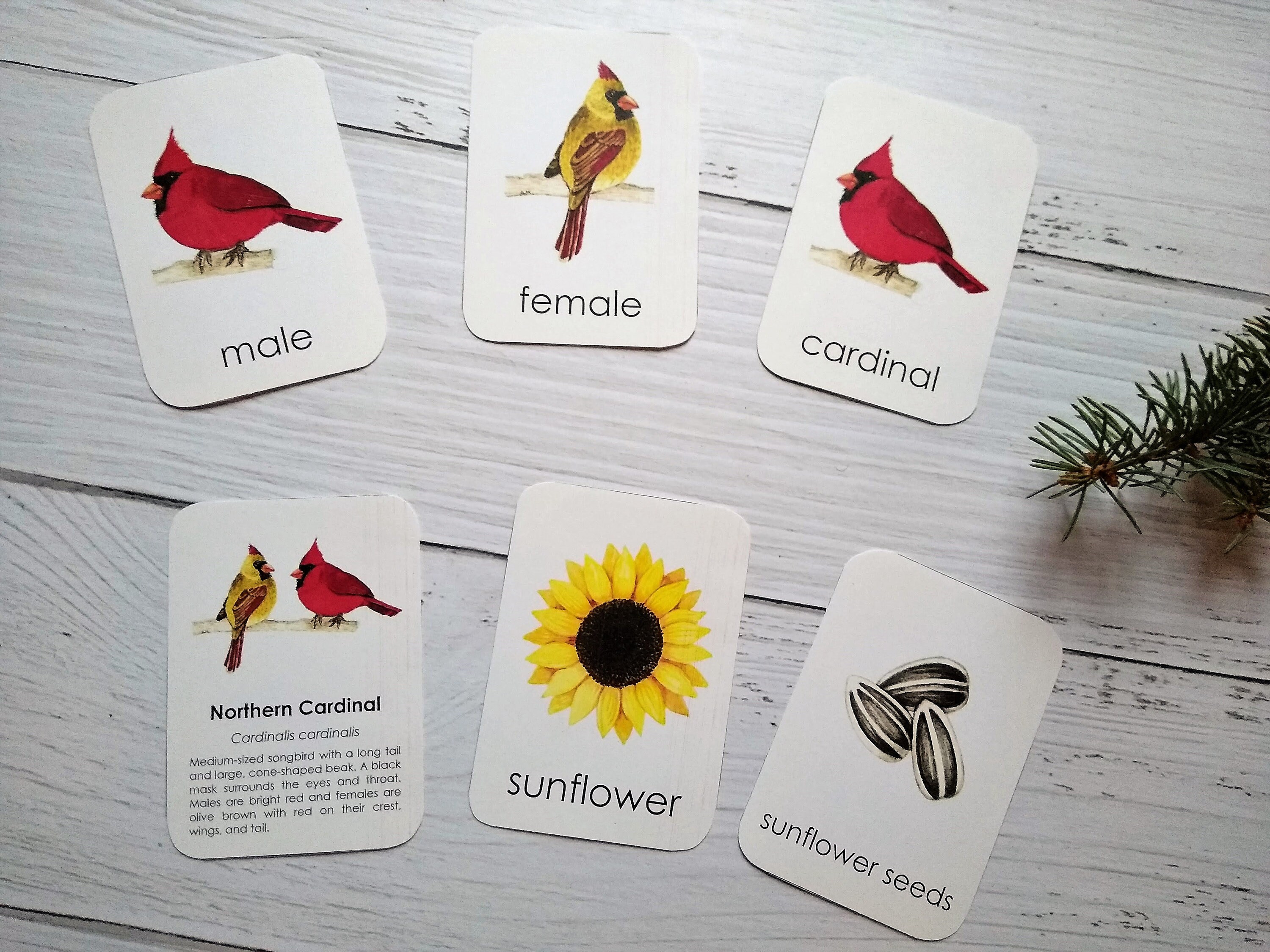 Northern Cardinal Anatomy Pack | Homeschool Printable | Nature Study - Etsy