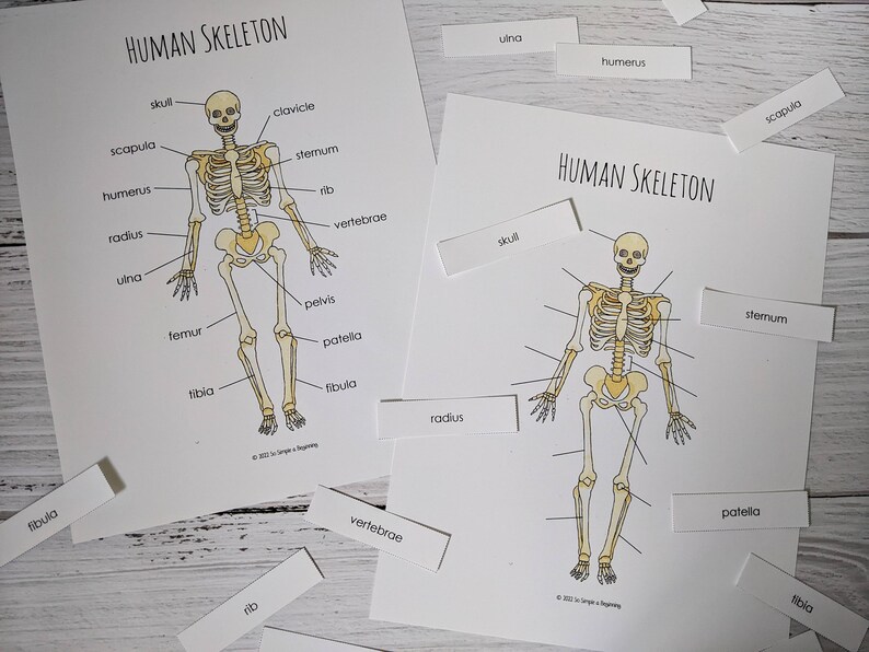 The Human Skeleton | Science | Homeschool Printable - Etsy