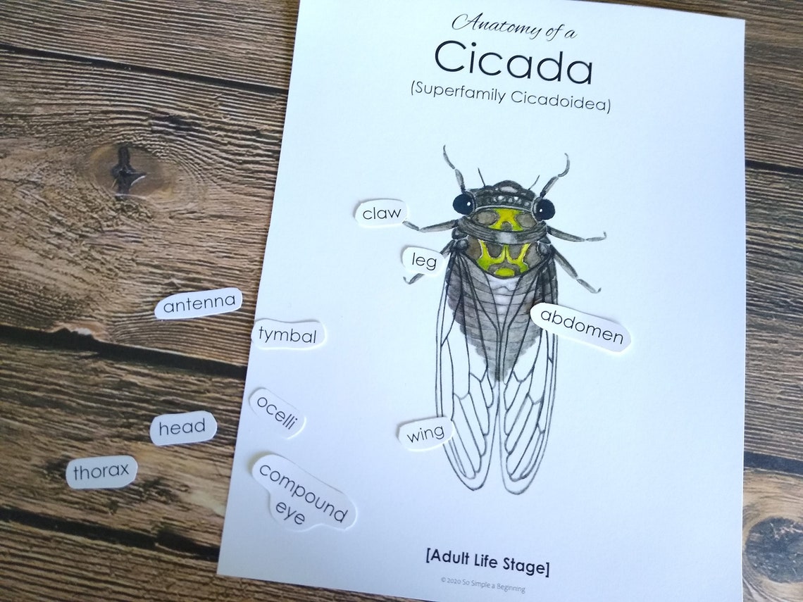 Cicada Anatomy Pack Homeschool Printable Nature Study | Etsy