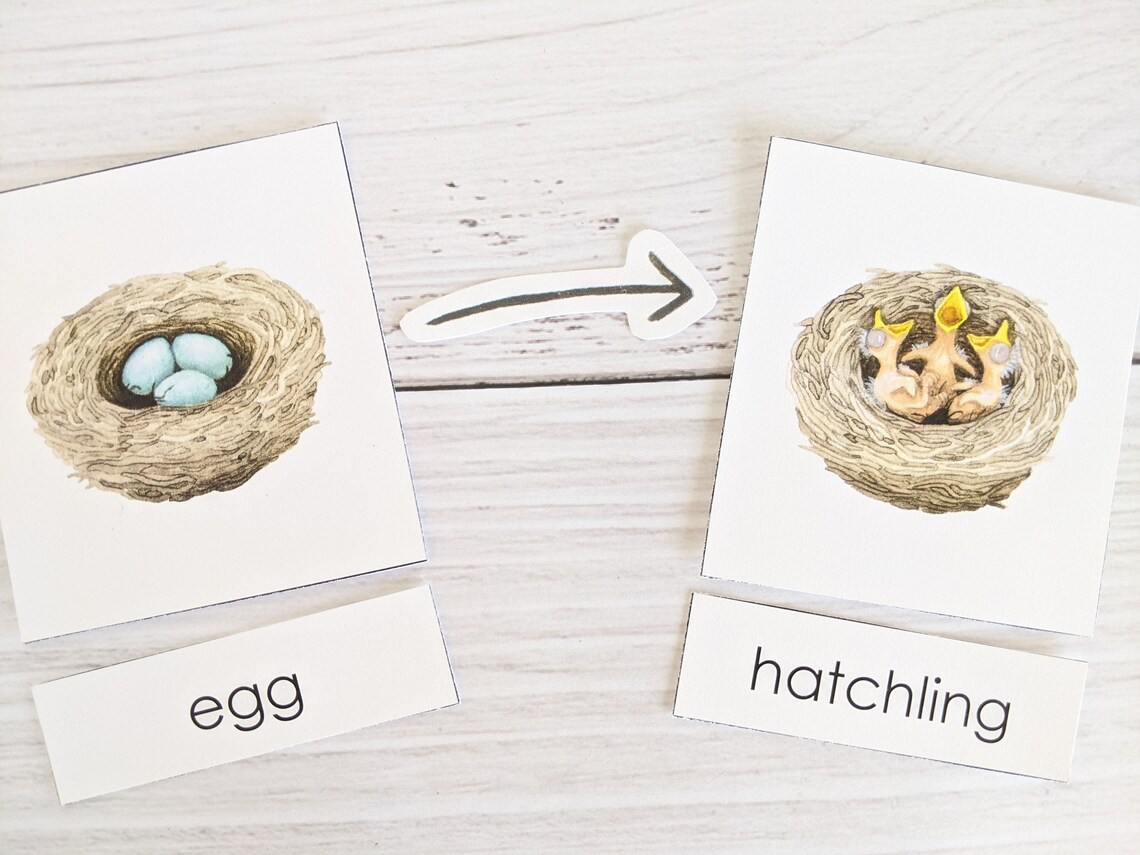 American Robin Life Cycle Pack Homeschool Printable 3-part - Etsy