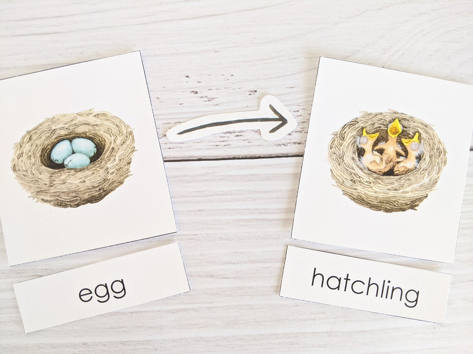 American Robin Life Cycle Pack Homeschool Printable 3-part - Etsy