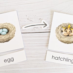 American Robin Life Cycle Pack | Homeschool Printable | 3-part Cards ...