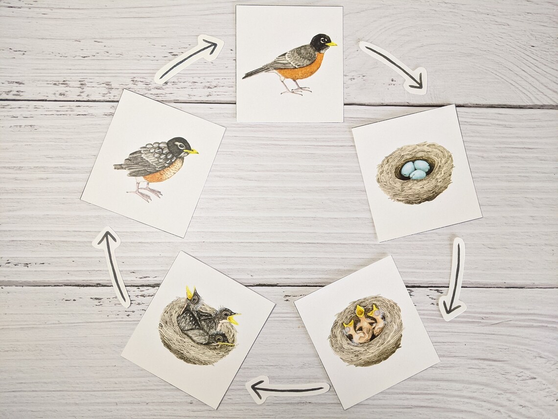 American Robin Life Cycle Pack Homeschool Printable 3-part - Etsy