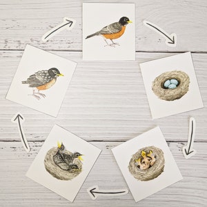 American Robin Life Cycle Pack | Homeschool Printable | 3-part Cards ...