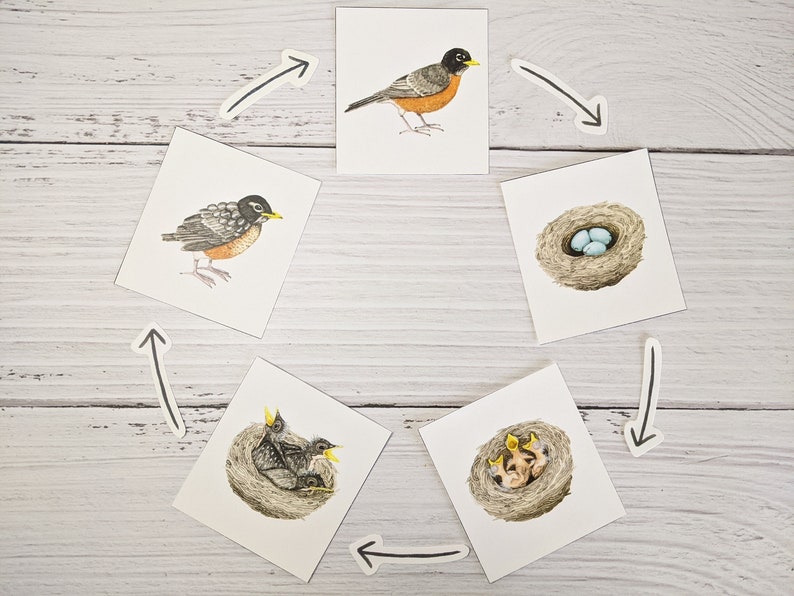 American Robin Life Cycle Pack Homeschool Printable 3-part - Etsy