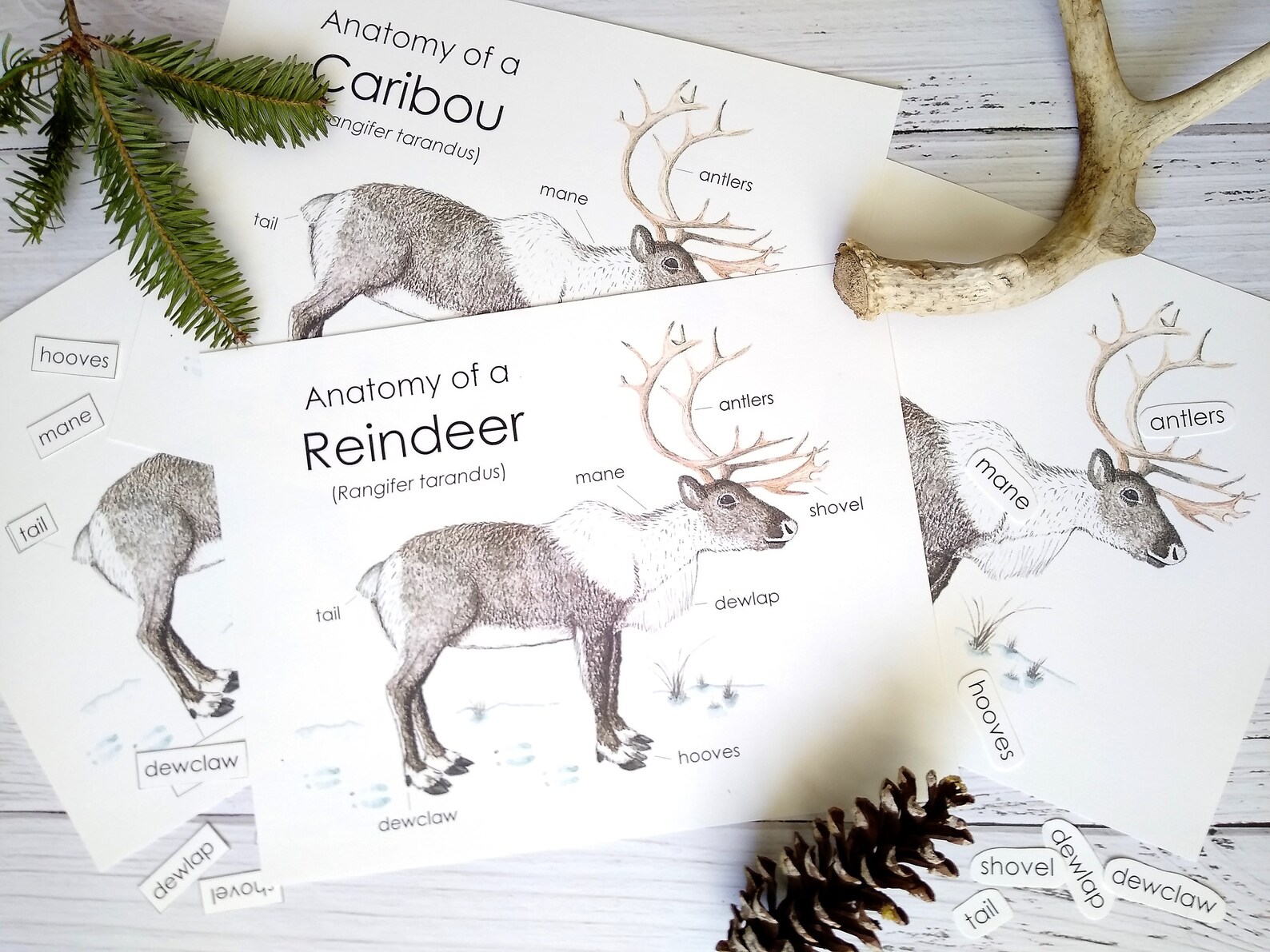 Reindeer (caribou) Anatomy Pack | Homeschool Printable | Nature Study ...
