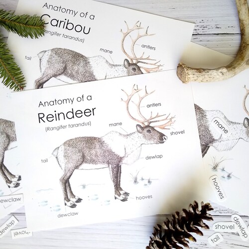 Northern Cardinal Anatomy Pack Homeschool Printable Nature - Etsy