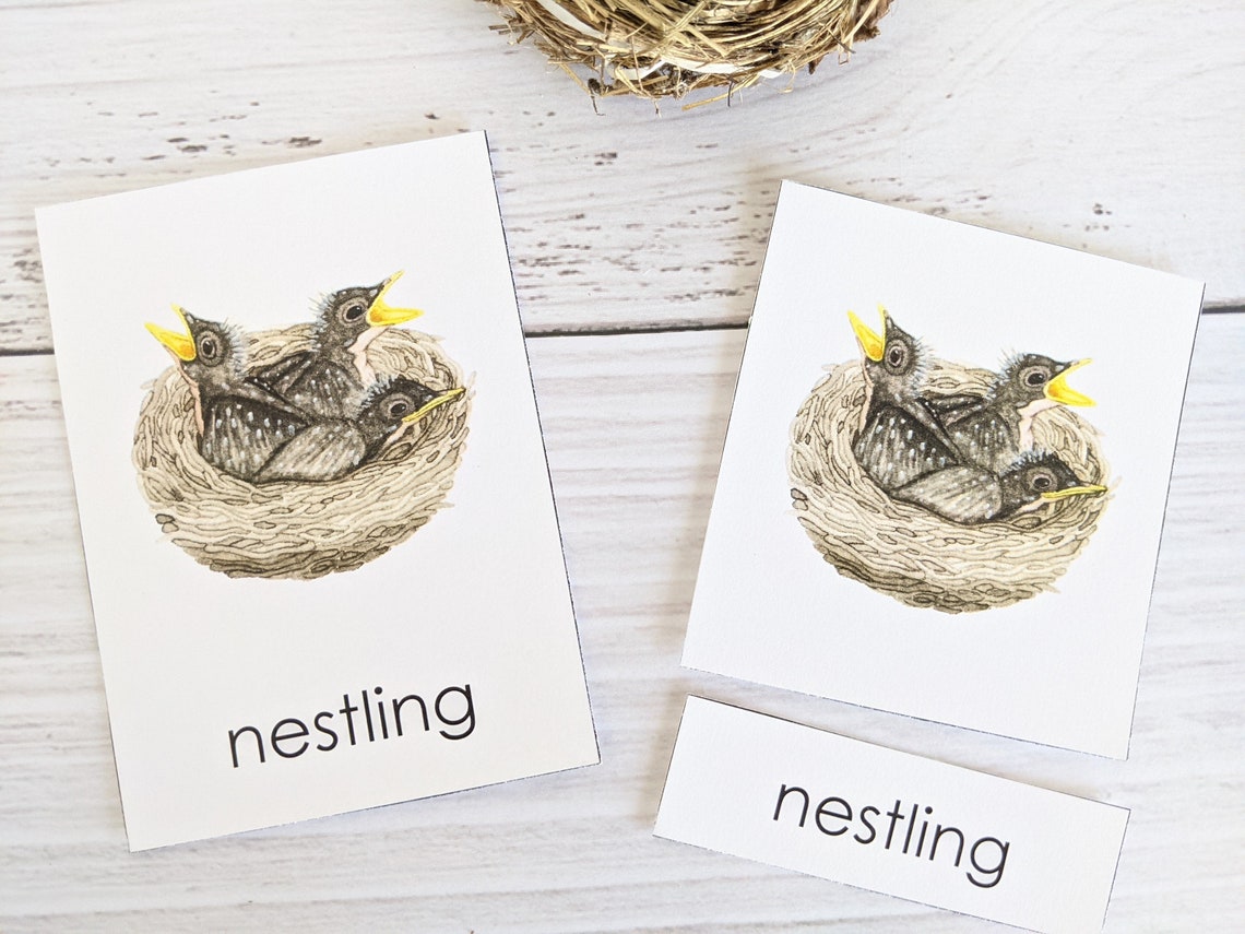 American Robin Life Cycle Pack Homeschool Printable 3-part - Etsy